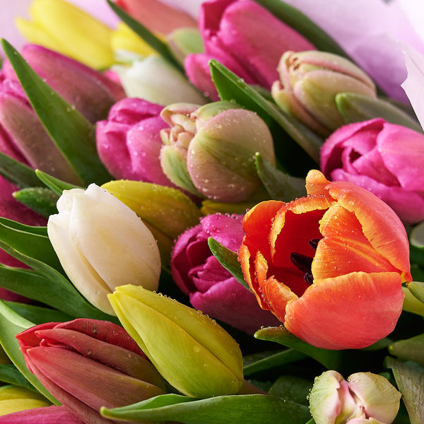 Resplendent Spring Tulip Gift Set – Tulip Gifts – Vancouver delivery ...
